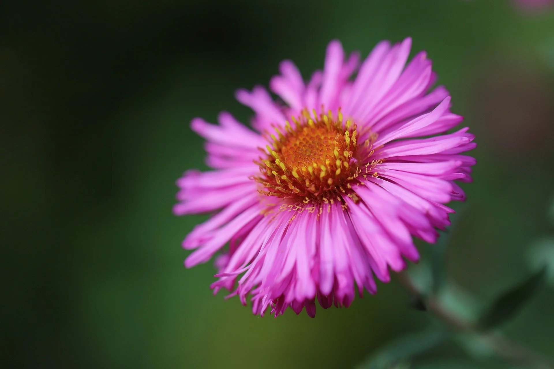 The Topaz Story Book - Queen Aster — The Folktale Project