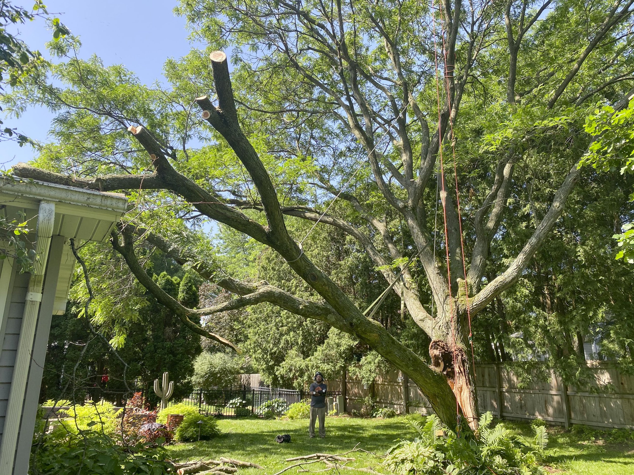 Tree Removal in Greater Edgerton, Janesville and Beloit