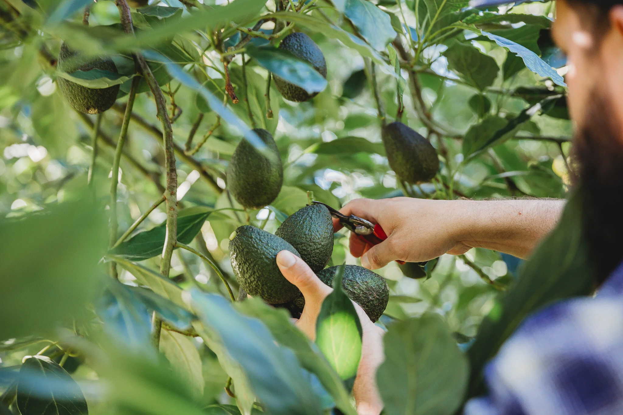 Bloom Avocados — Anna Menendez Photography