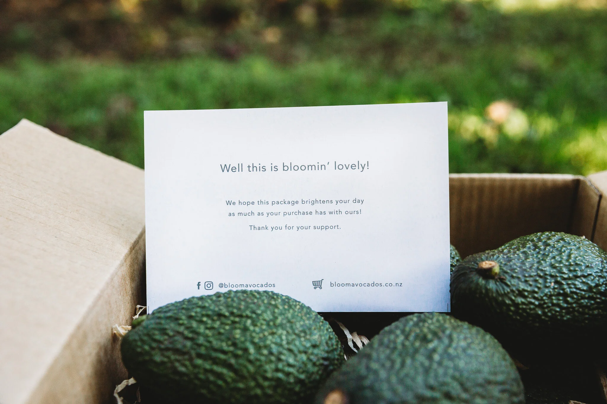 Bloom Avocados — Anna Menendez Photography