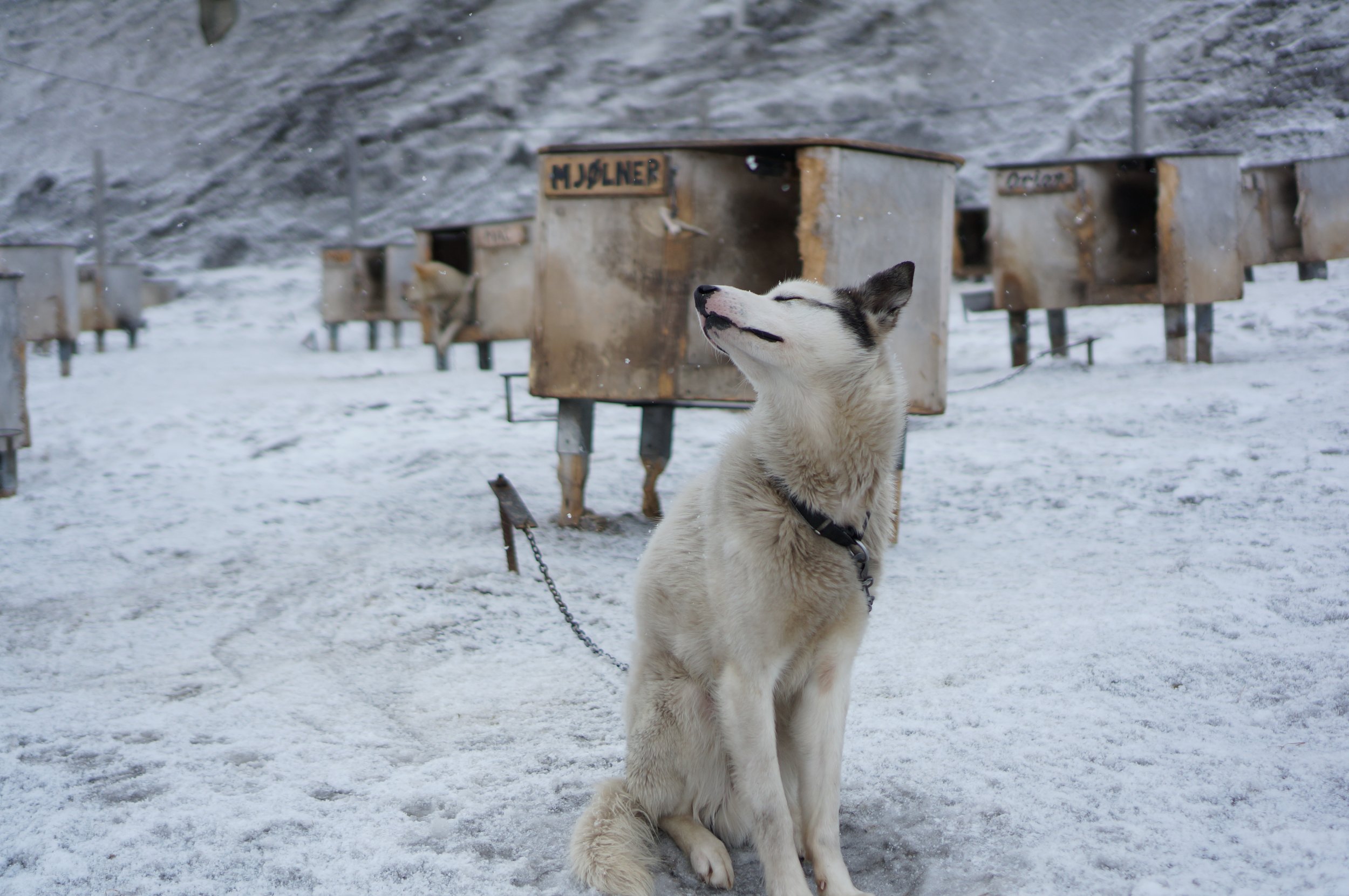 Husky Wisdom — Hamish Mackay-Lewis