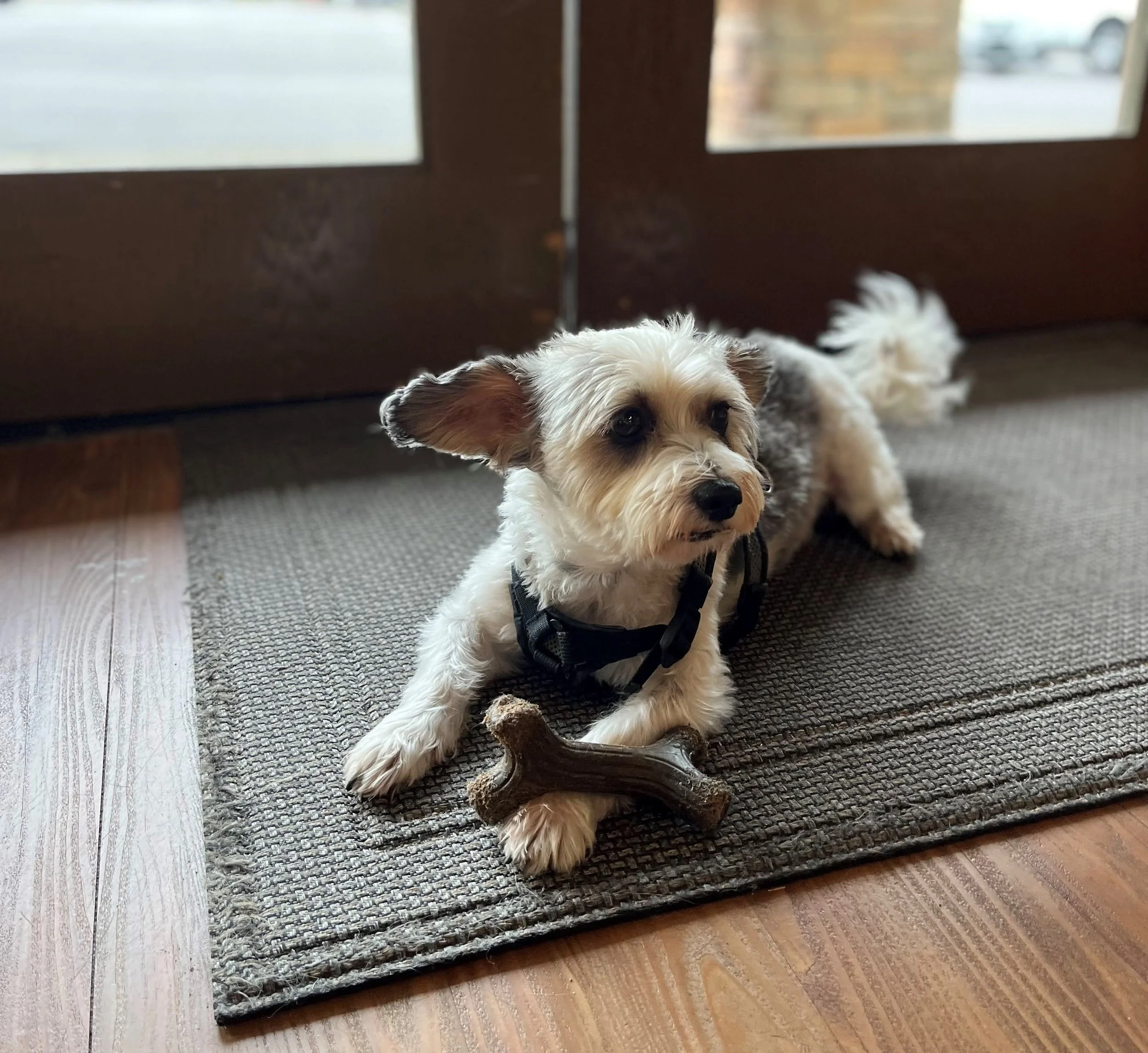 Sparky VanDevender — ANN PATCHETT