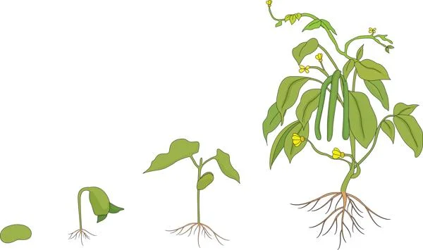 Bean Plant Drawing