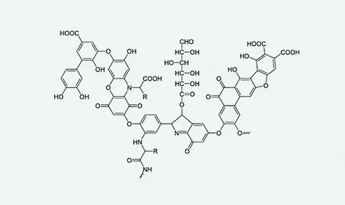 Humic Acid Structure