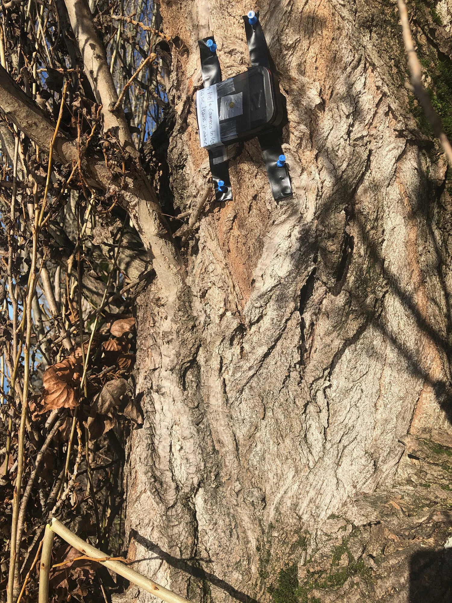 David Chui — The Pinhole Project