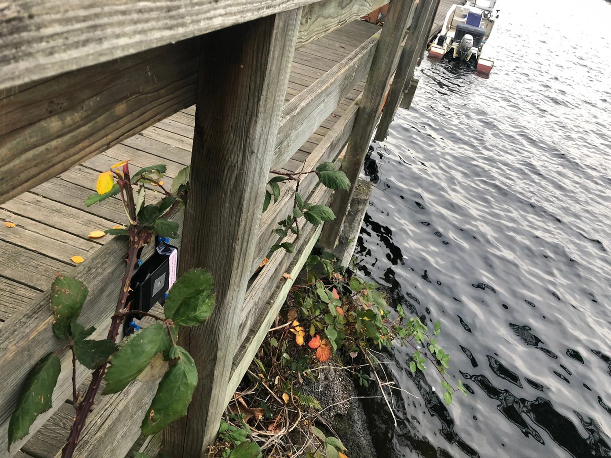 David Chui — The Pinhole Project