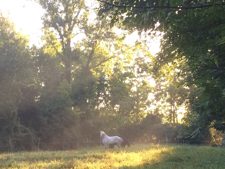 About the Farm — Featherbed Lane Farm