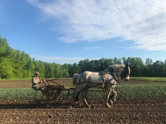 About the Farm — Featherbed Lane Farm