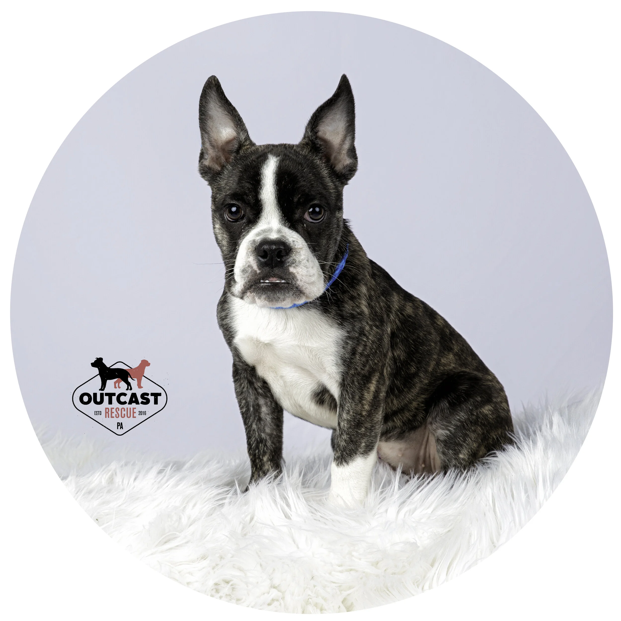 Blog — Outcast Rescue