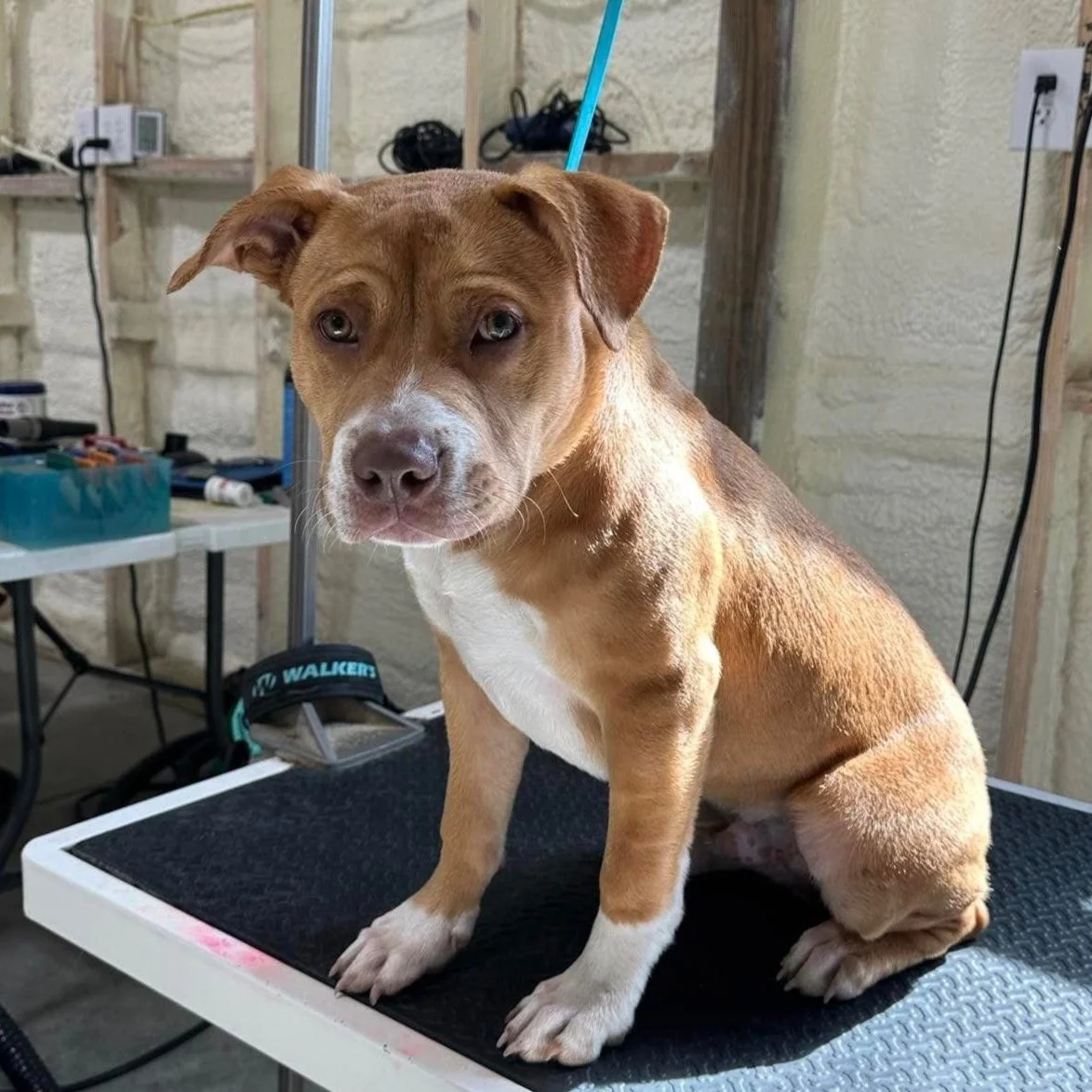 Blog — Outcast Rescue