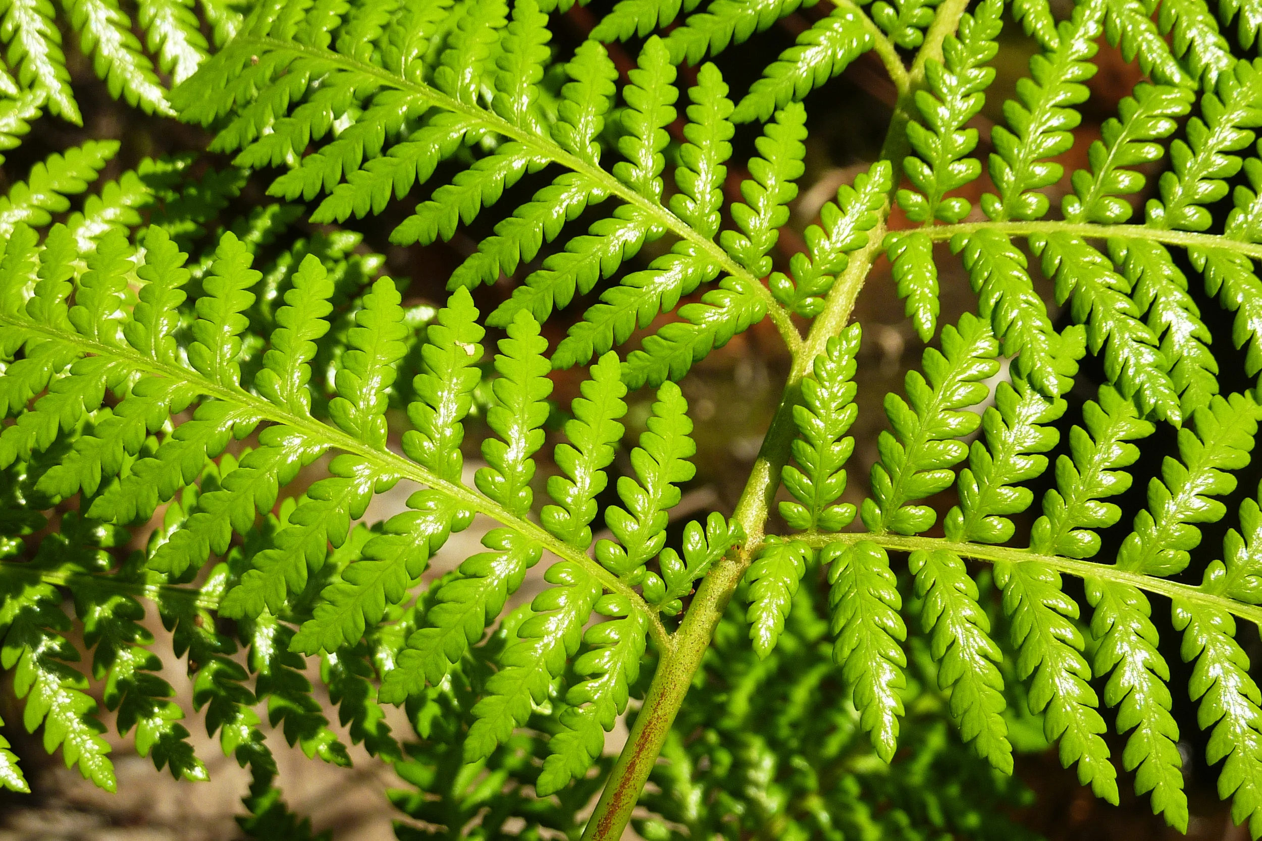 Fern Symmetry — Lee Beavington