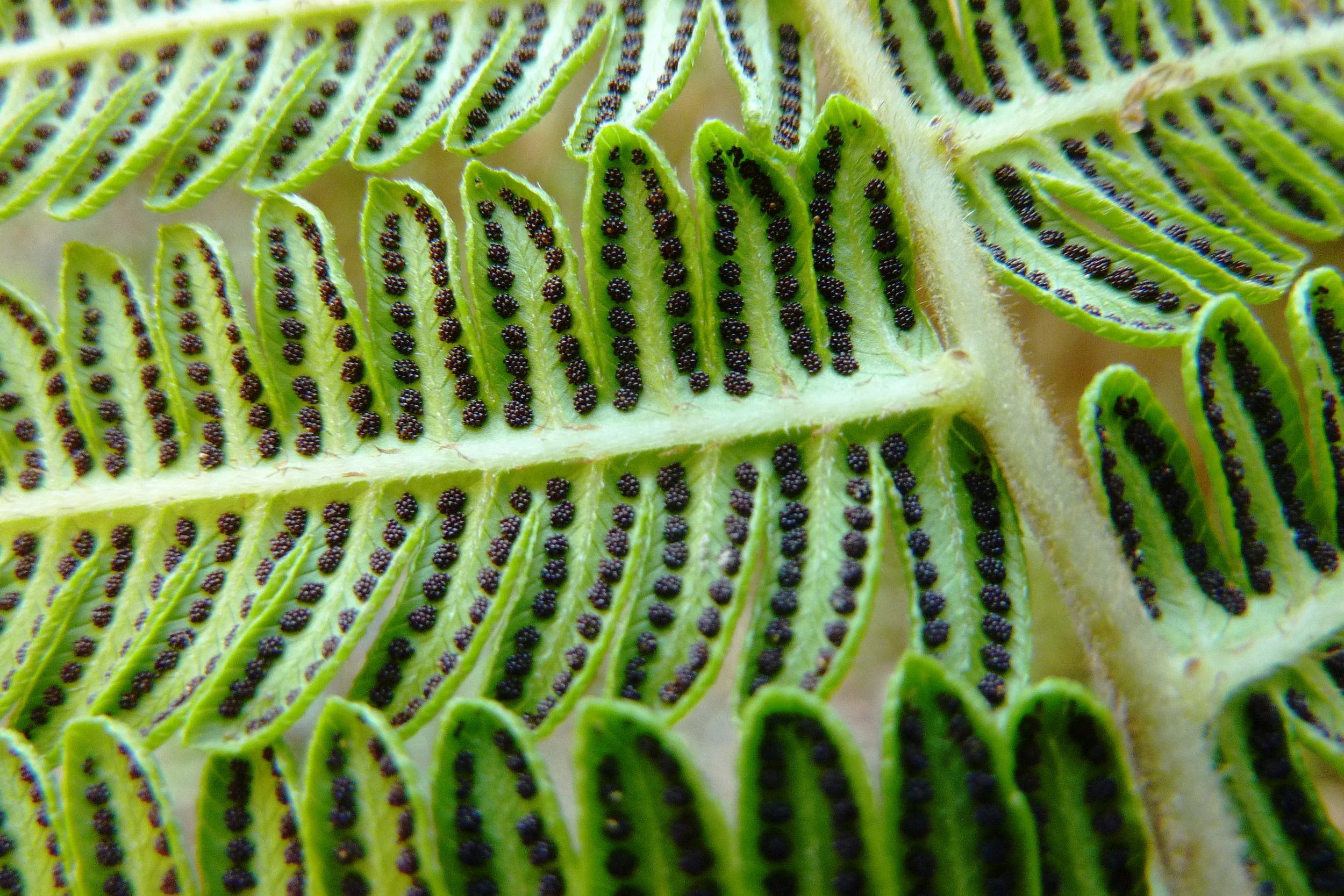 Fern Symmetry — Lee Beavington