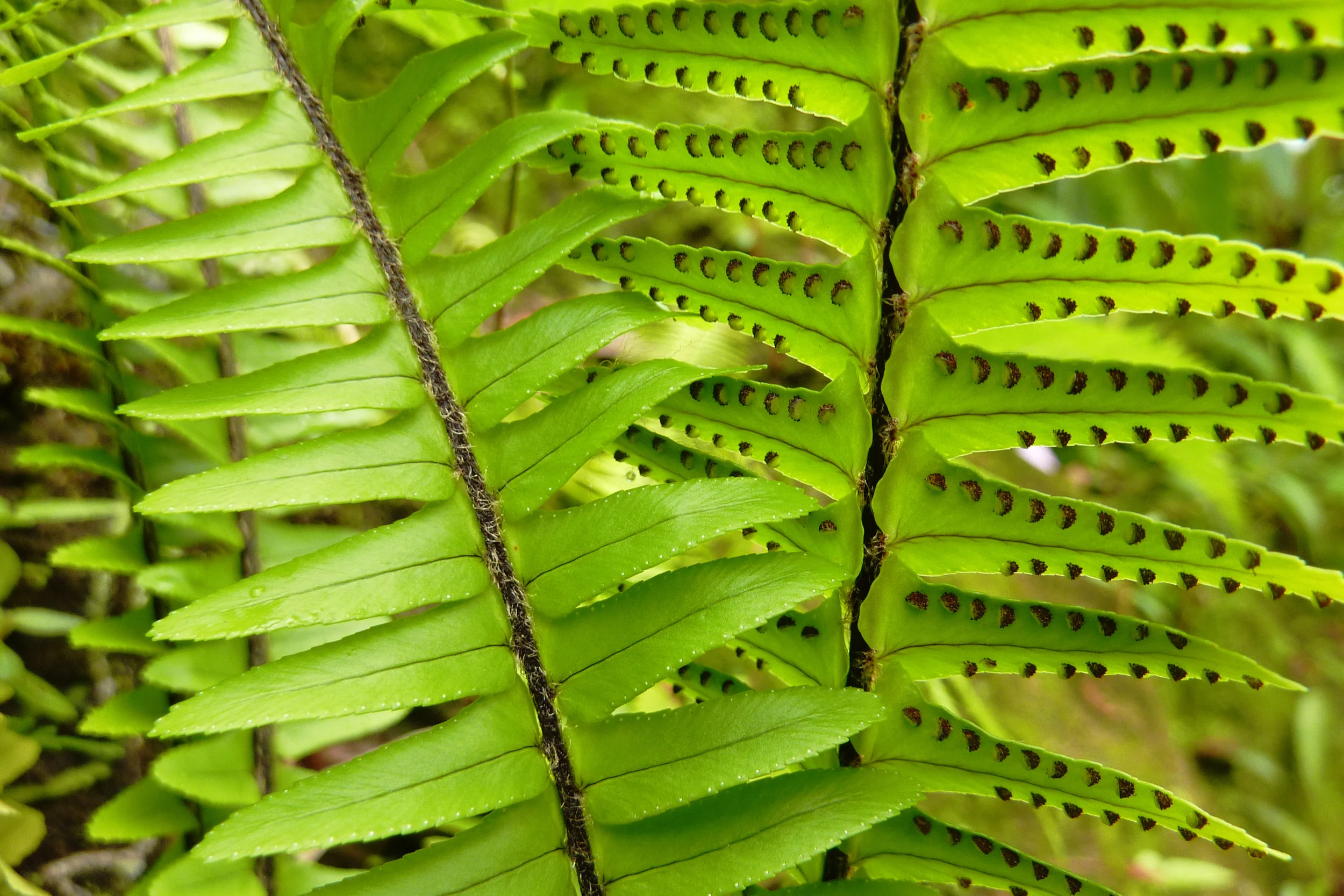 Fern Symmetry — Lee Beavington