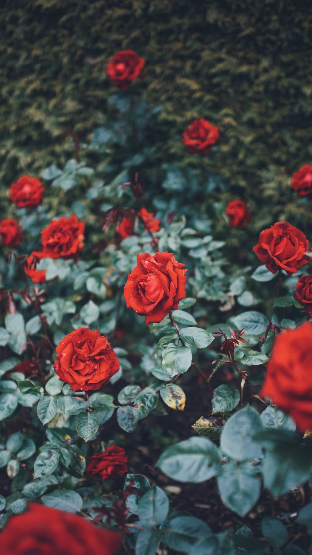 Rose Wallpapers For Phones