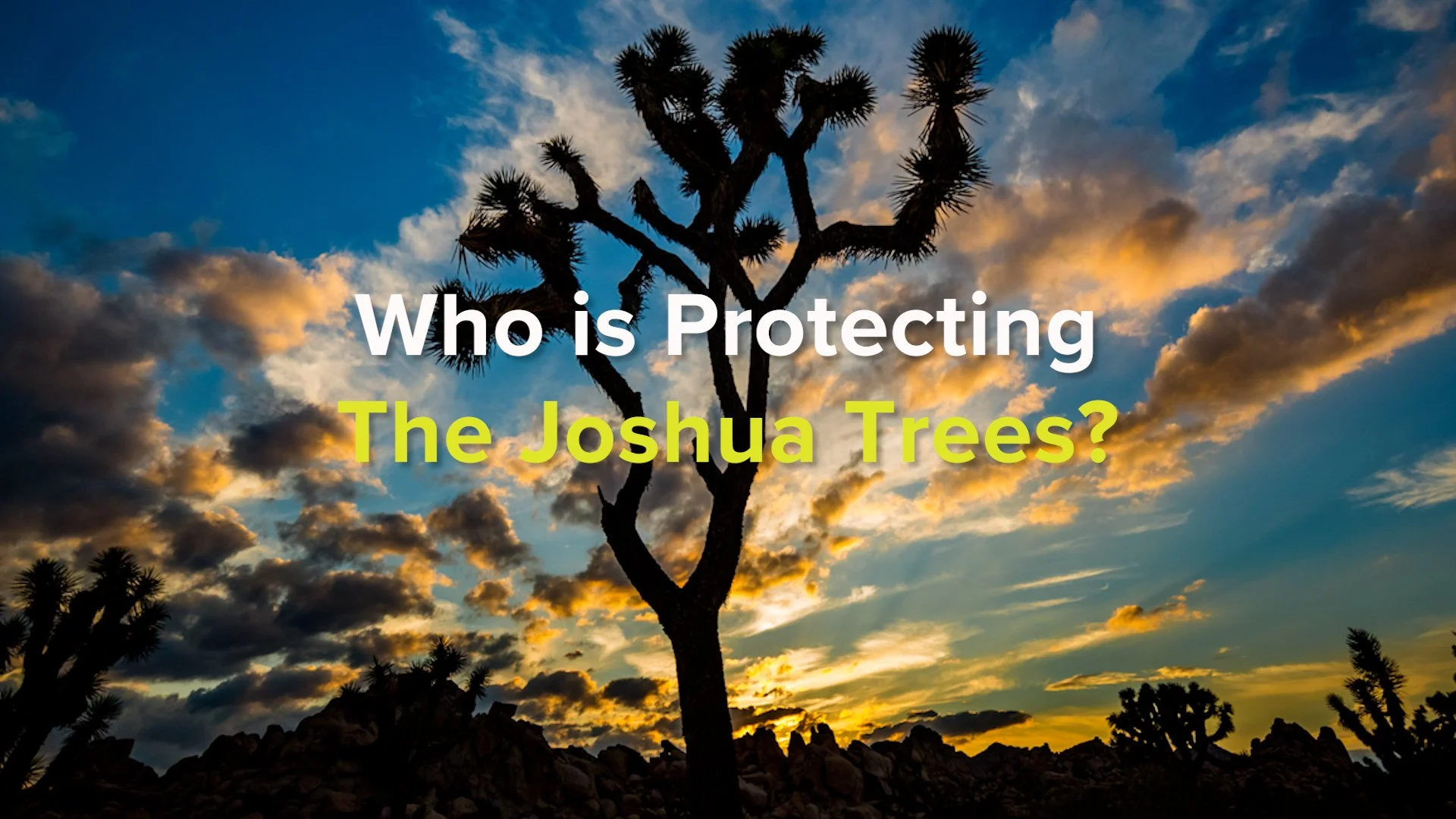 I Thought They Were Protected - Documentary