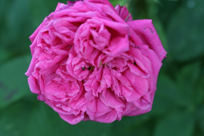 Remontant Rosen — Martin Walters Blog