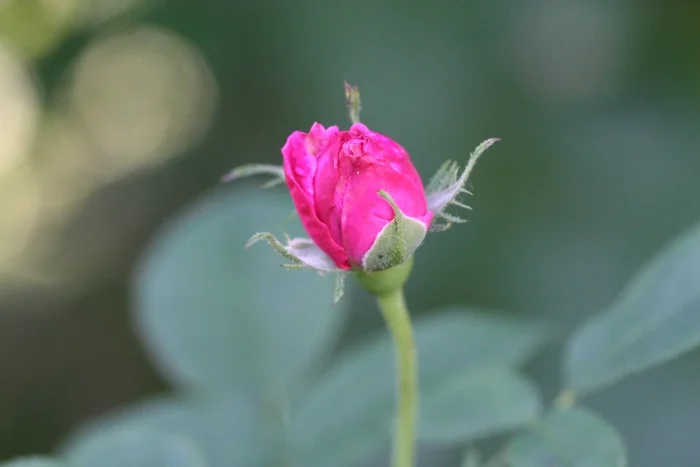 Remontant Rosen — Martin Walters Blog