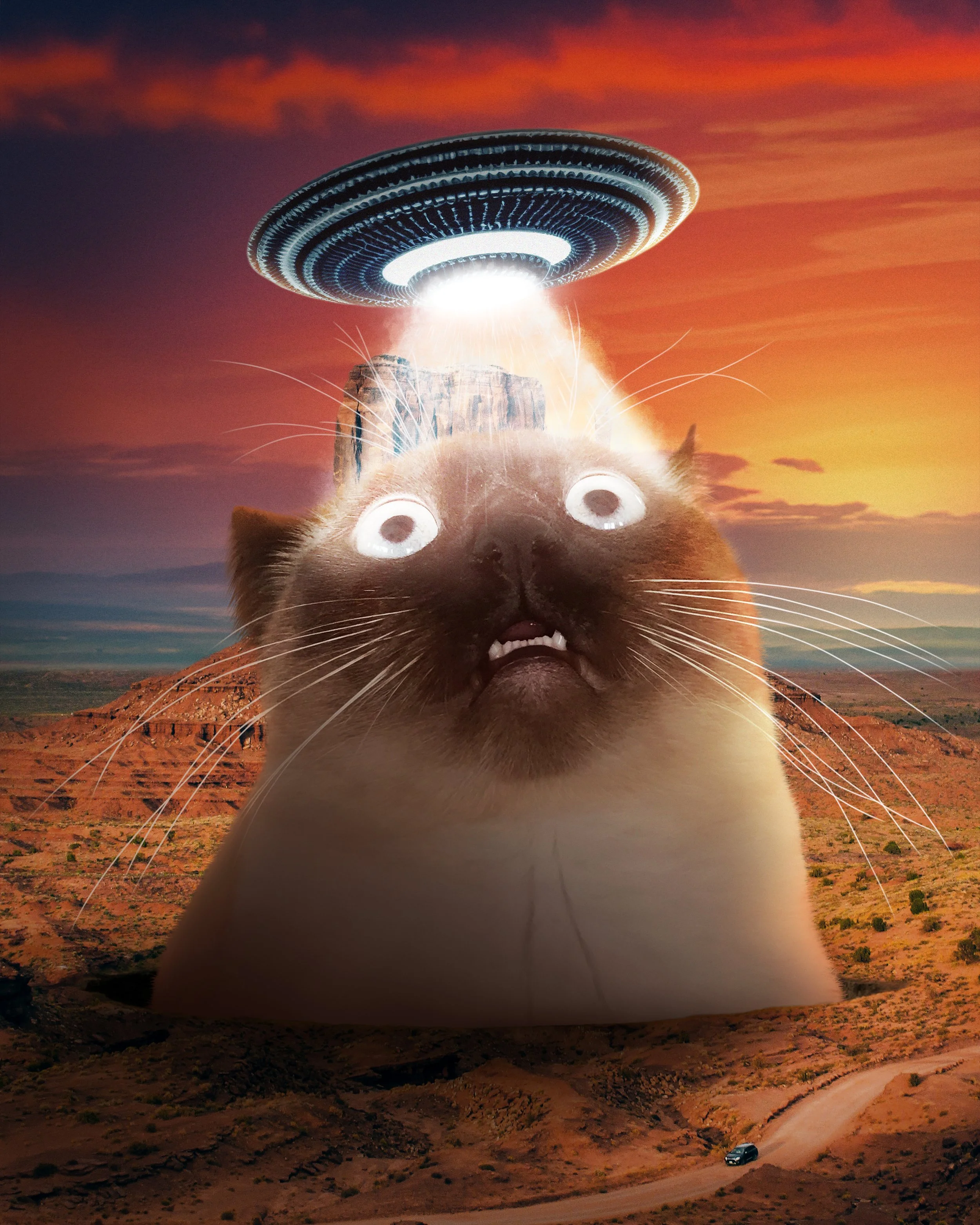Nicolas Cage Photoshop Cat