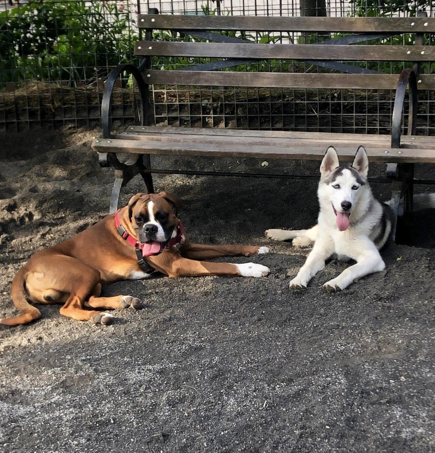 Private Training Sessions — Shelby Semel Dog Training