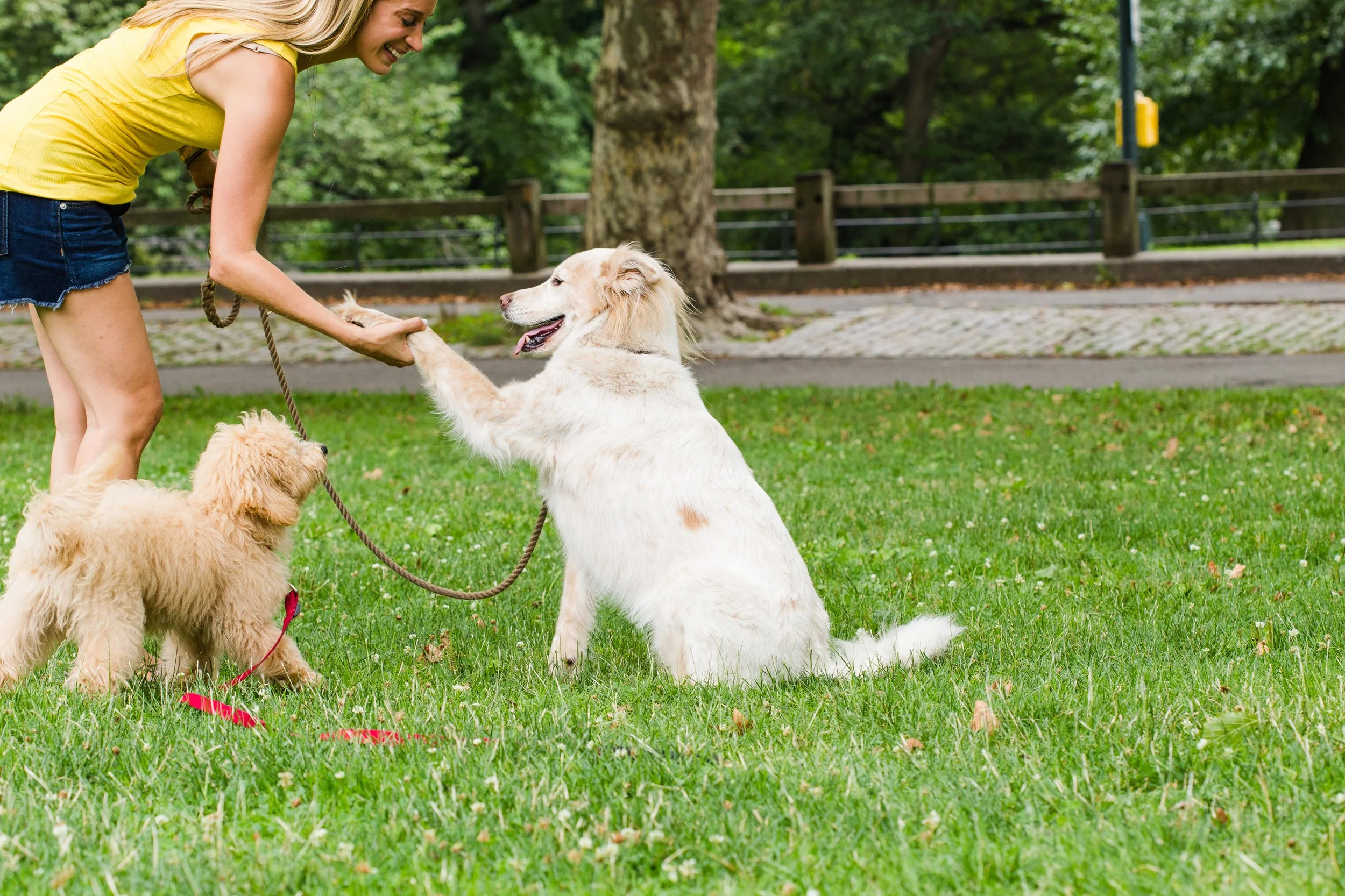 Group Classes — Shelby Semel Dog Training