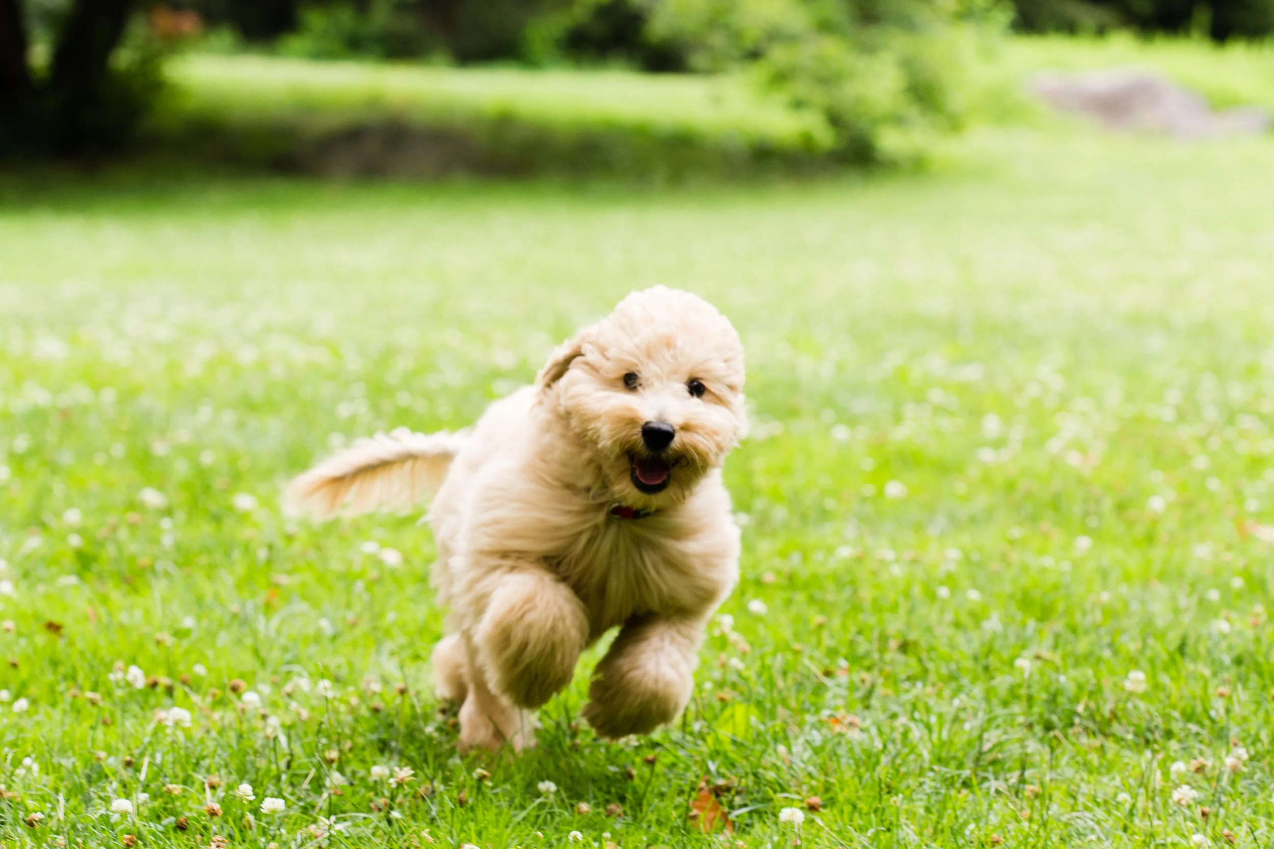 What Makes A Dog Hyperactive