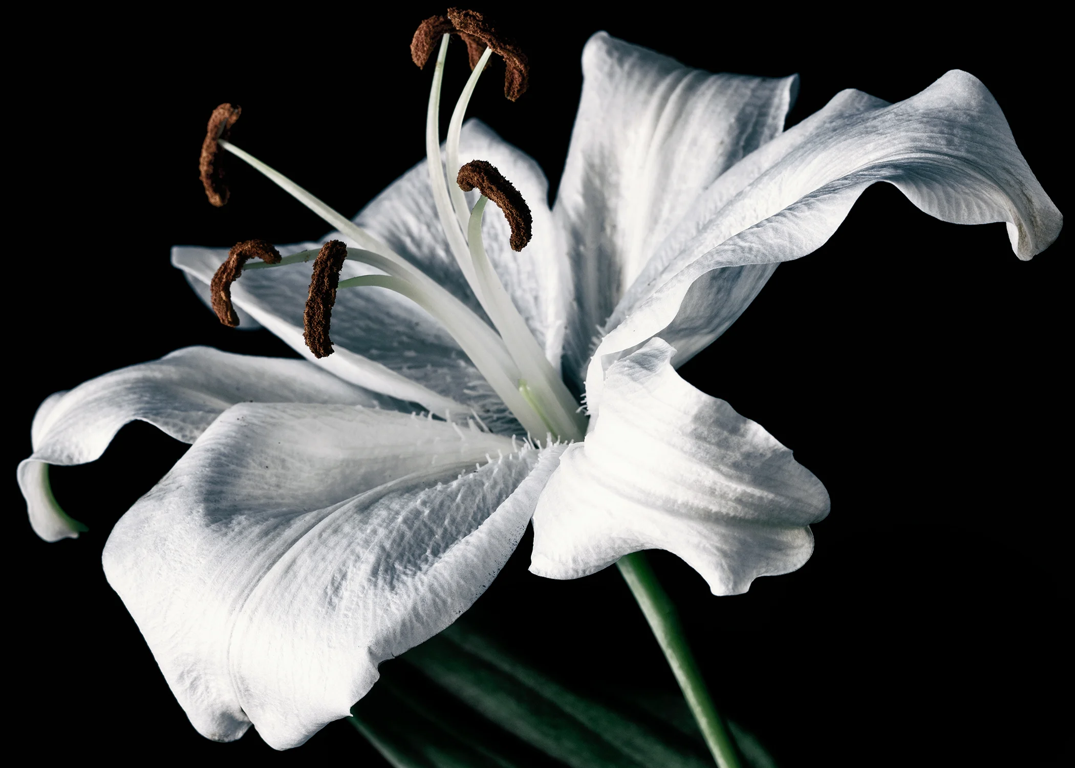 My 10 favourite facts about lilies . . .ready to see why goddesses ...
