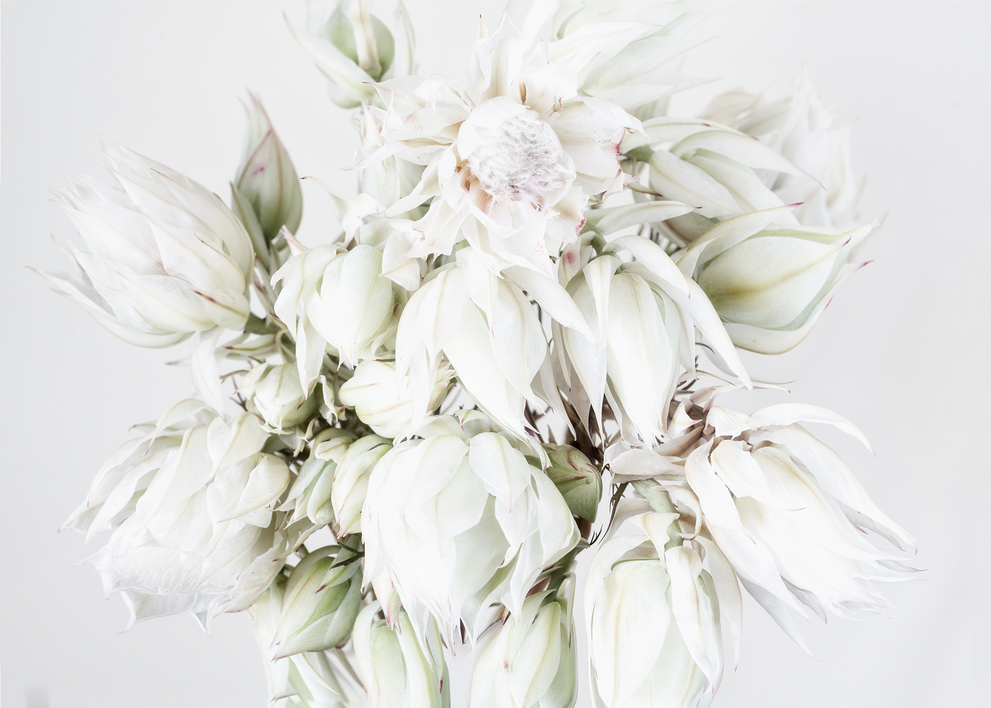 FLOWER PHOTOGRAPHY FOR INTERIOR DESIGN - CUSTOM ARTWORKS AND FLORAL ...