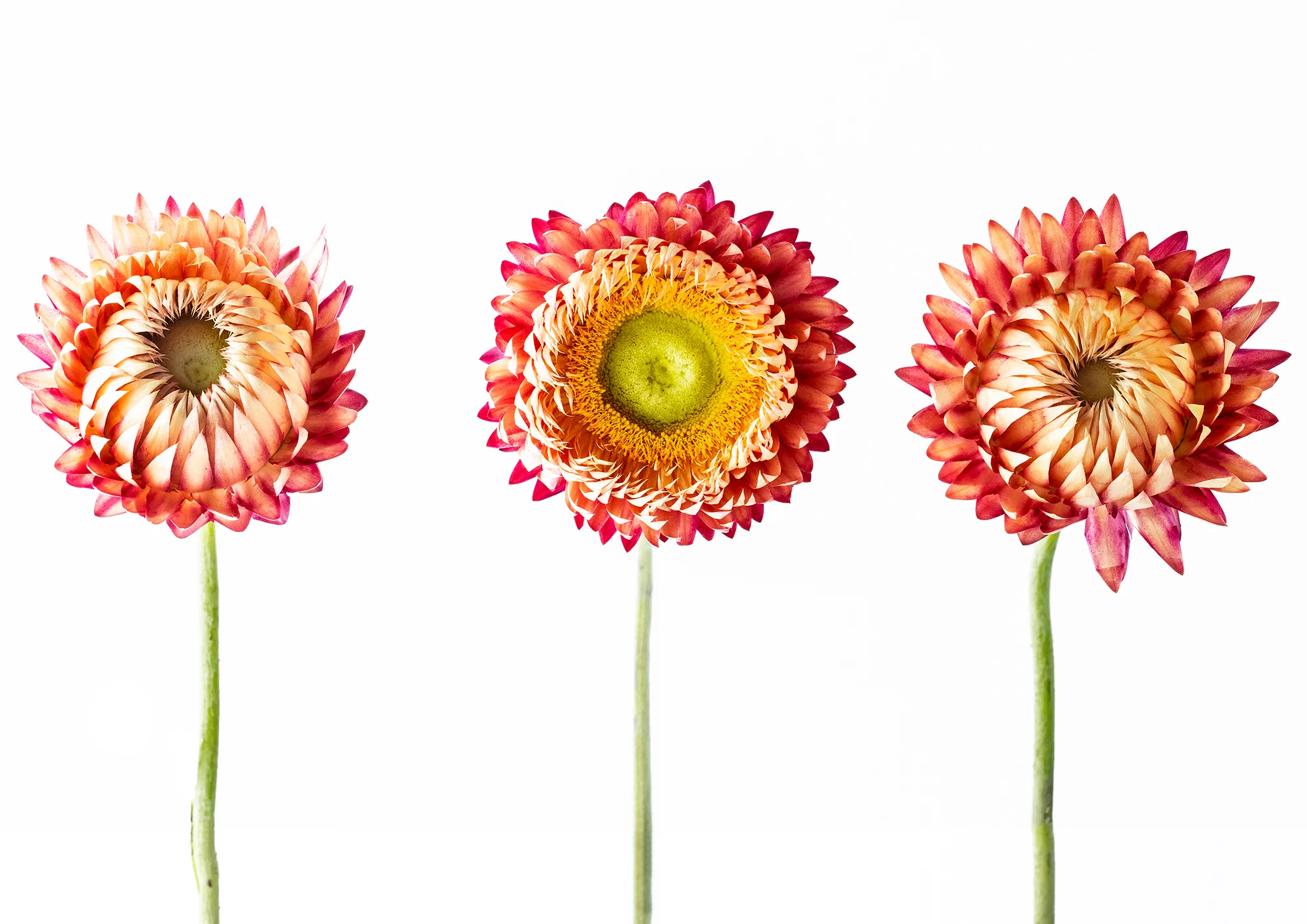 FLOWER PHOTOGRAPHY FOR INTERIOR DESIGN - CUSTOM ARTWORKS AND FLORAL ...