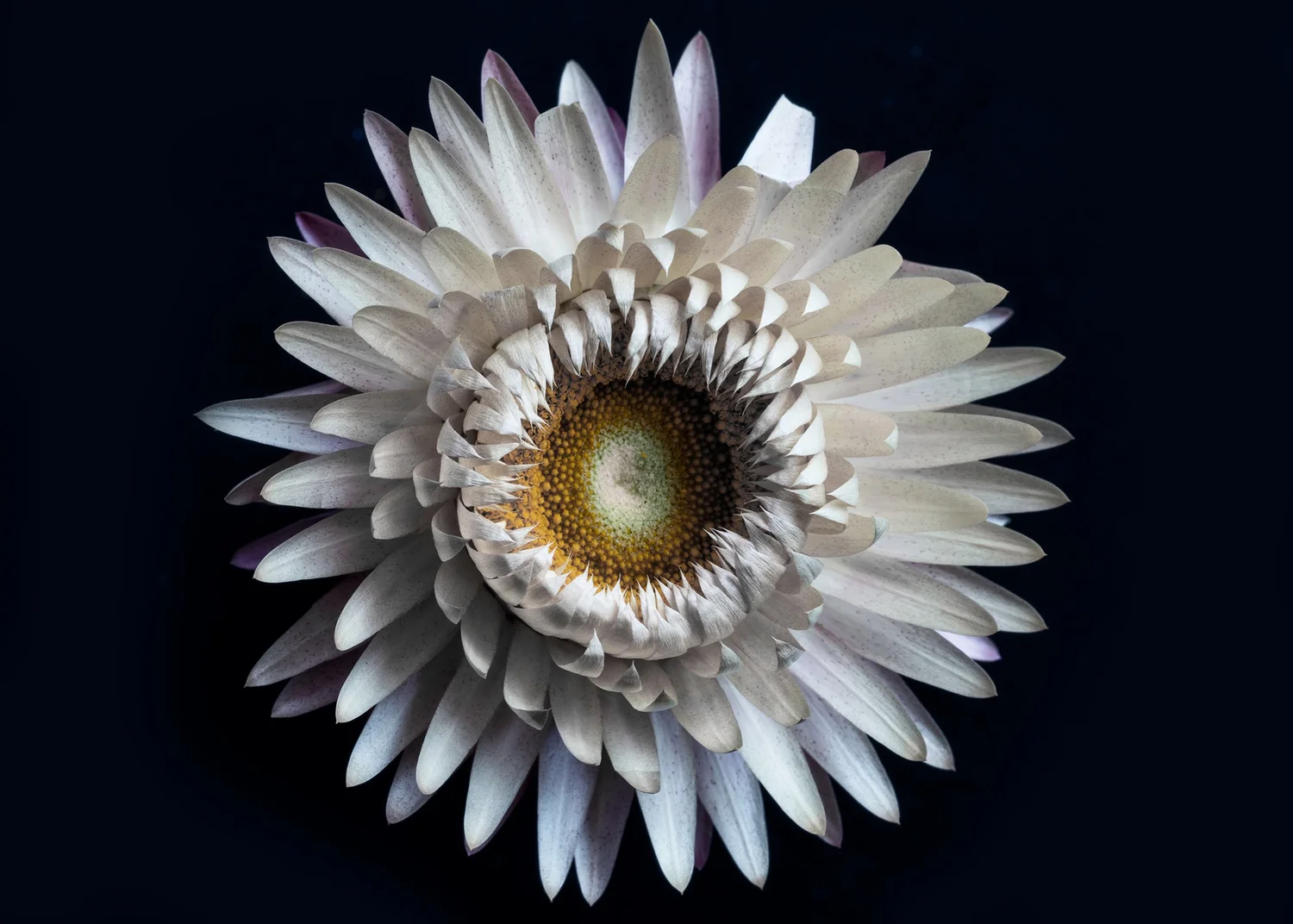 Paper daisies - cute AND interesting — FLORAGRAPHICA