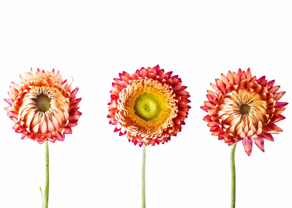 Paper daisies - cute AND interesting — FLORAGRAPHICA