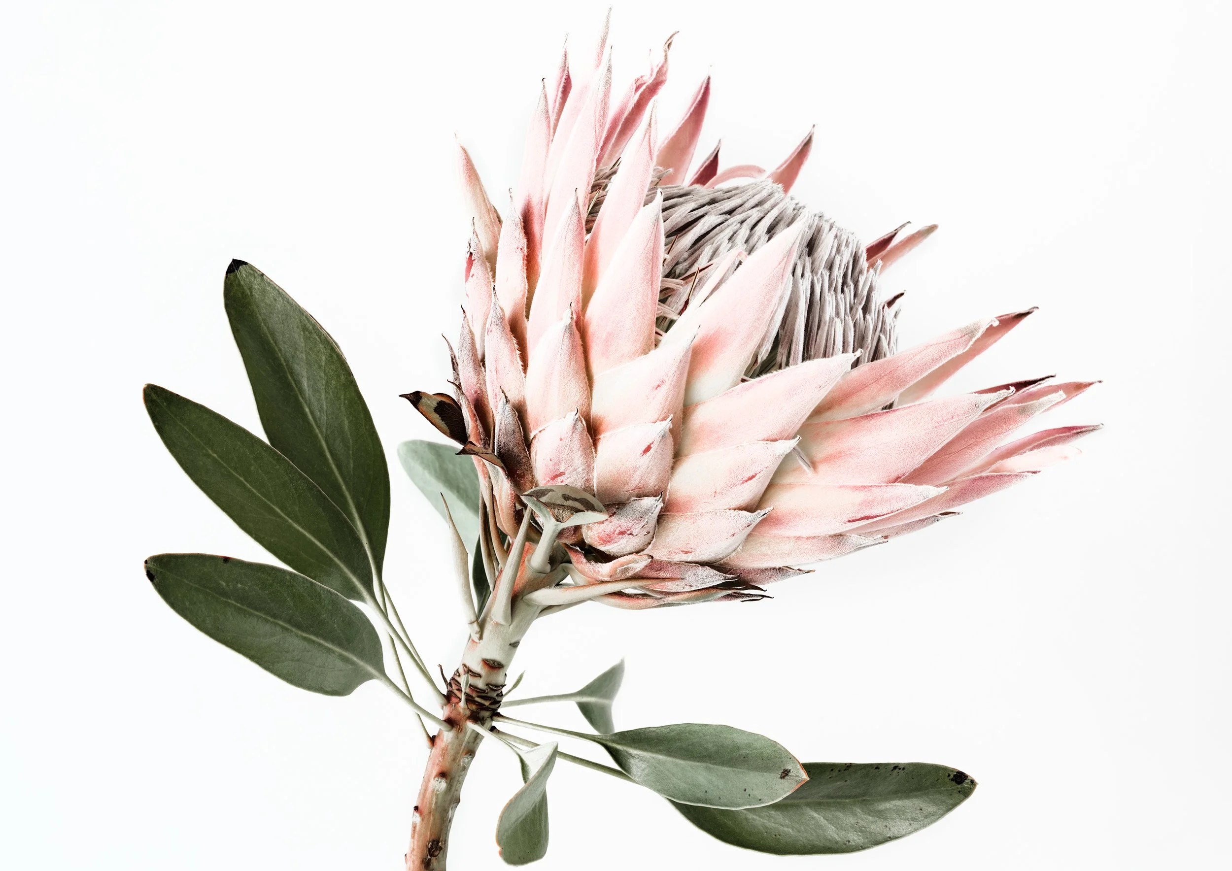 Floral artworks for interior design | flower photography | wall art ...