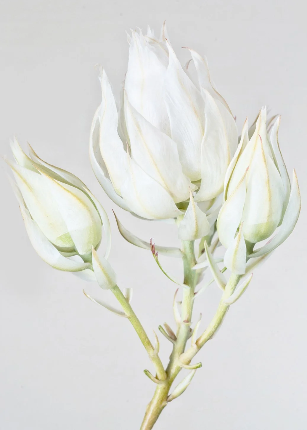 Floral artworks for interior design | flower photography | wall art ...