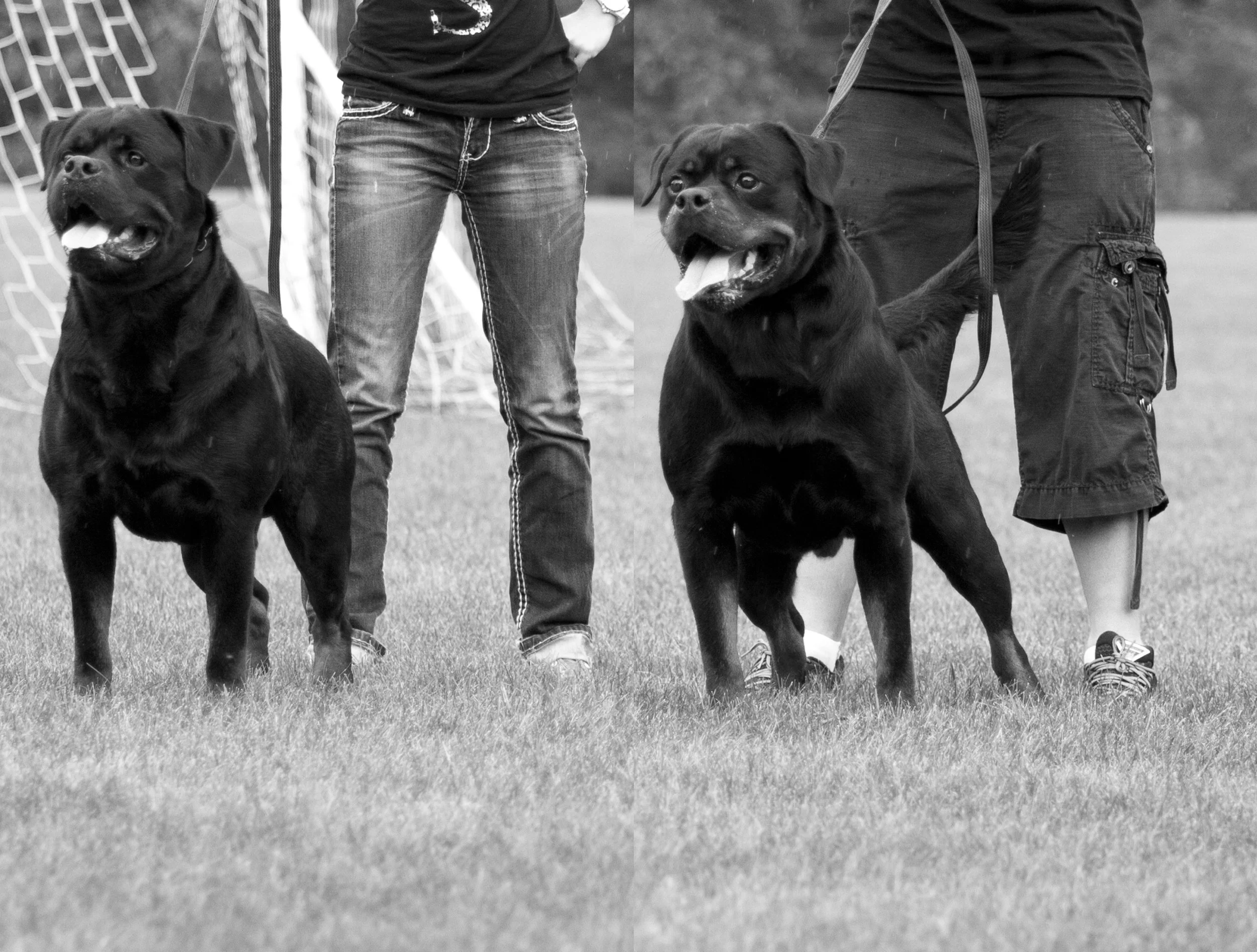 Carrabba Haus Rottweilers | German Rottweiler Puppies for Sale ...