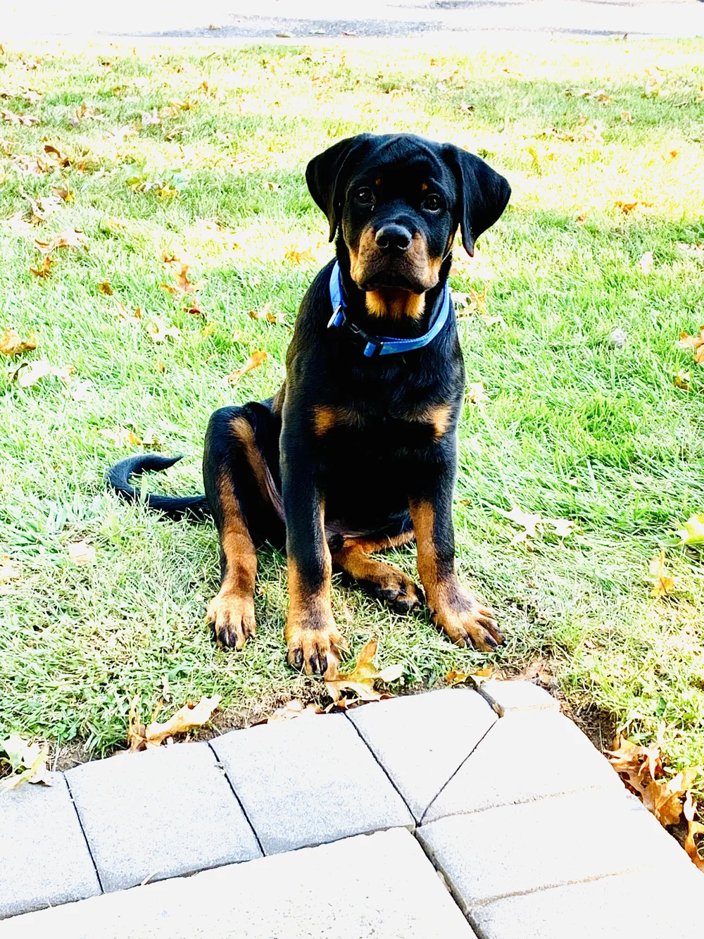 Carrabba Haus Testimonials — Carrabba Haus Purebred German Rottweiler ...