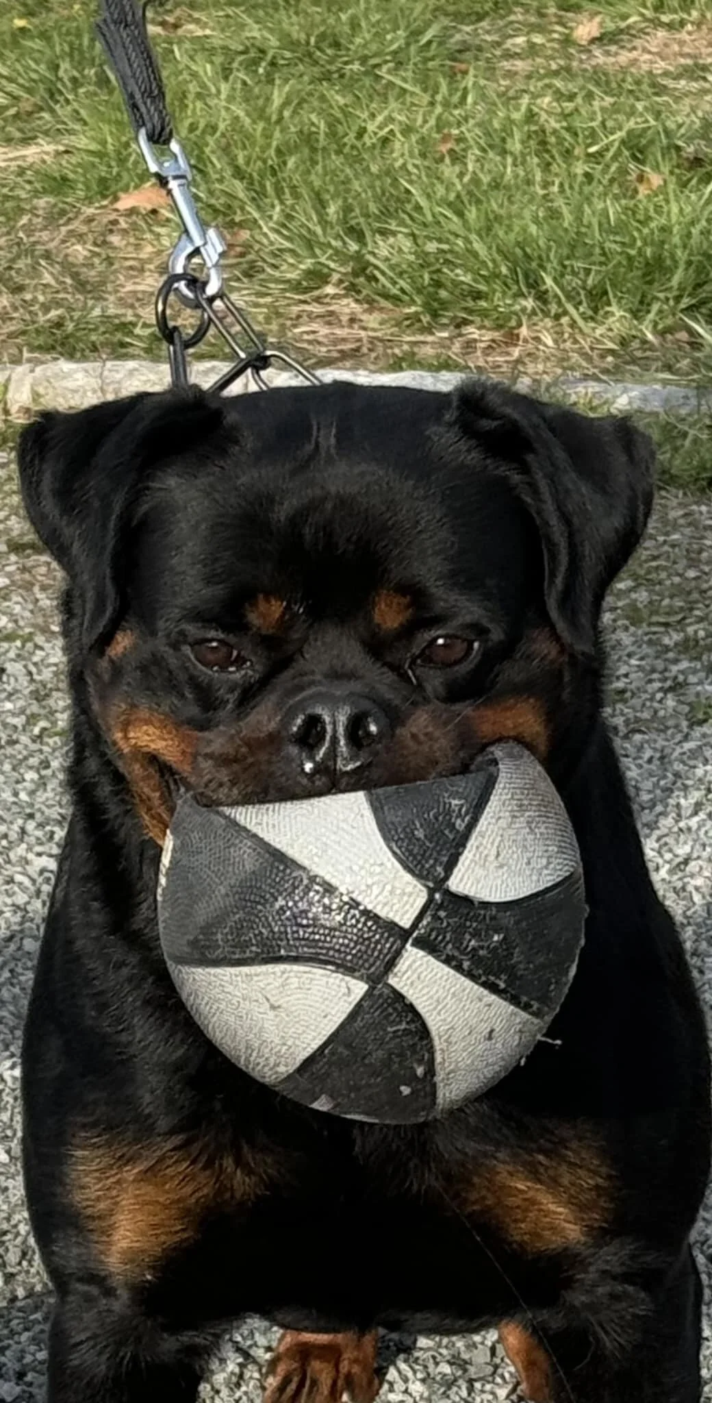 Carrabba Haus Rottweilers | German Rottweiler Puppies for Sale ...