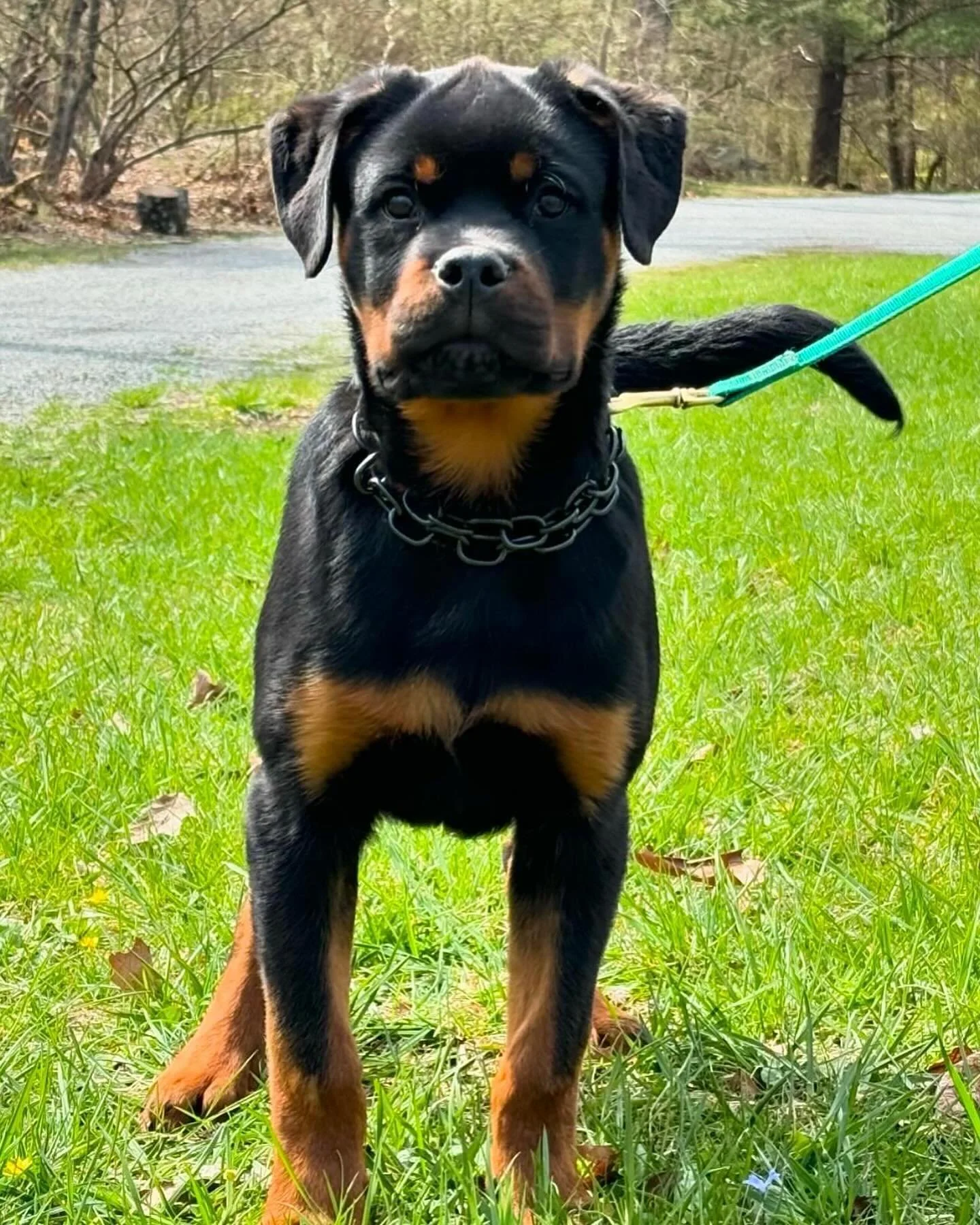 Rottweiler Puppies 5 Months