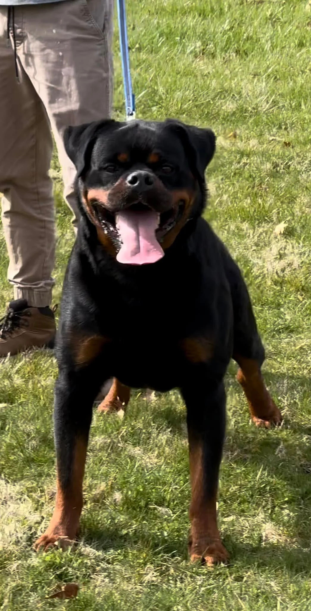 Carrabba Haus Rottweilers | German Rottweiler Puppies for Sale ...