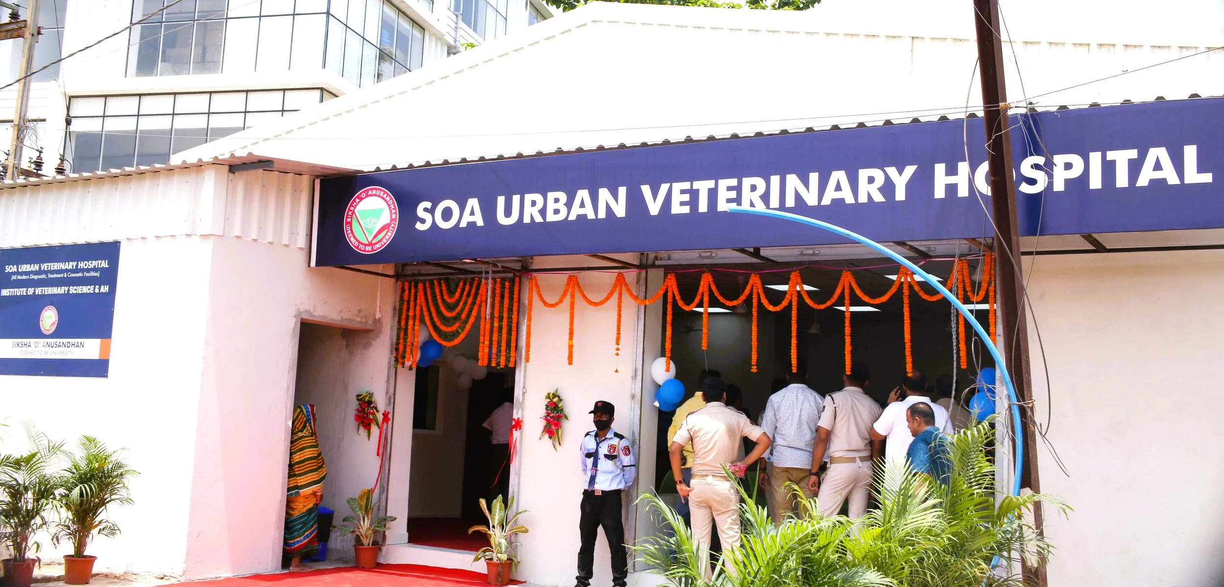 SOA VETS adopt bone screw method and flexor repair to treat injured cow ...