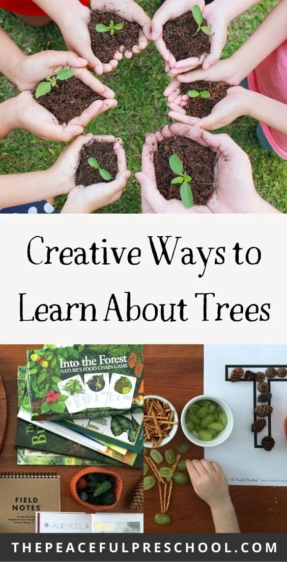Learning About Trees- A Guest Post