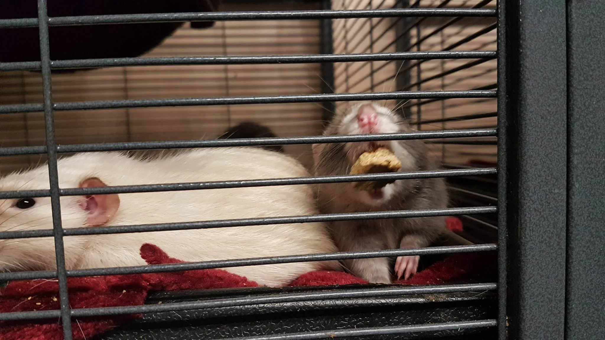 black dumbo rex rat — Blog - pet rats Toronto — Rat Emporium Toronto