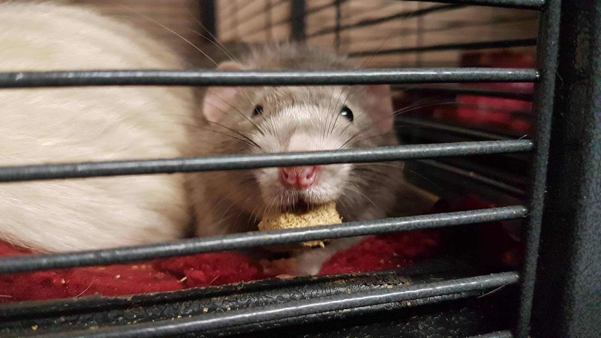 black dumbo rex rat — Blog - pet rats Toronto — Rat Emporium Toronto