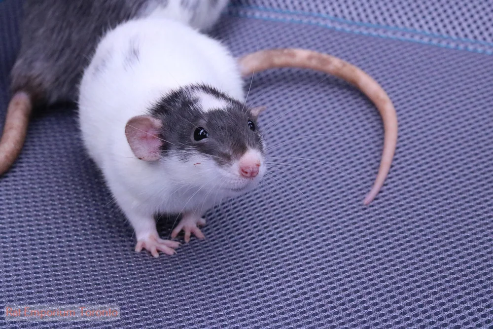 Fancy Dumbo Albino Rat