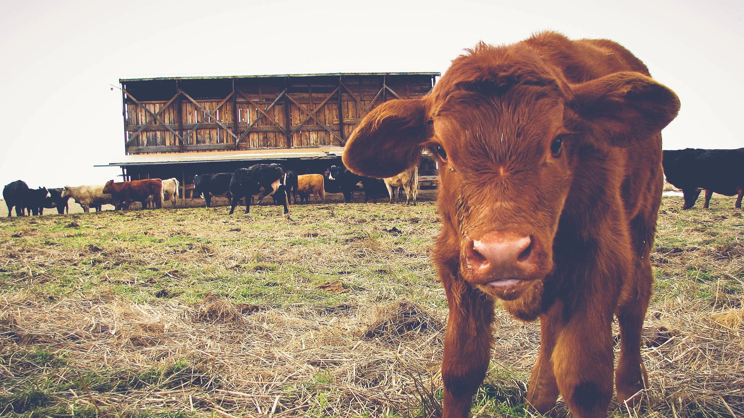 Double F Ranch Meats