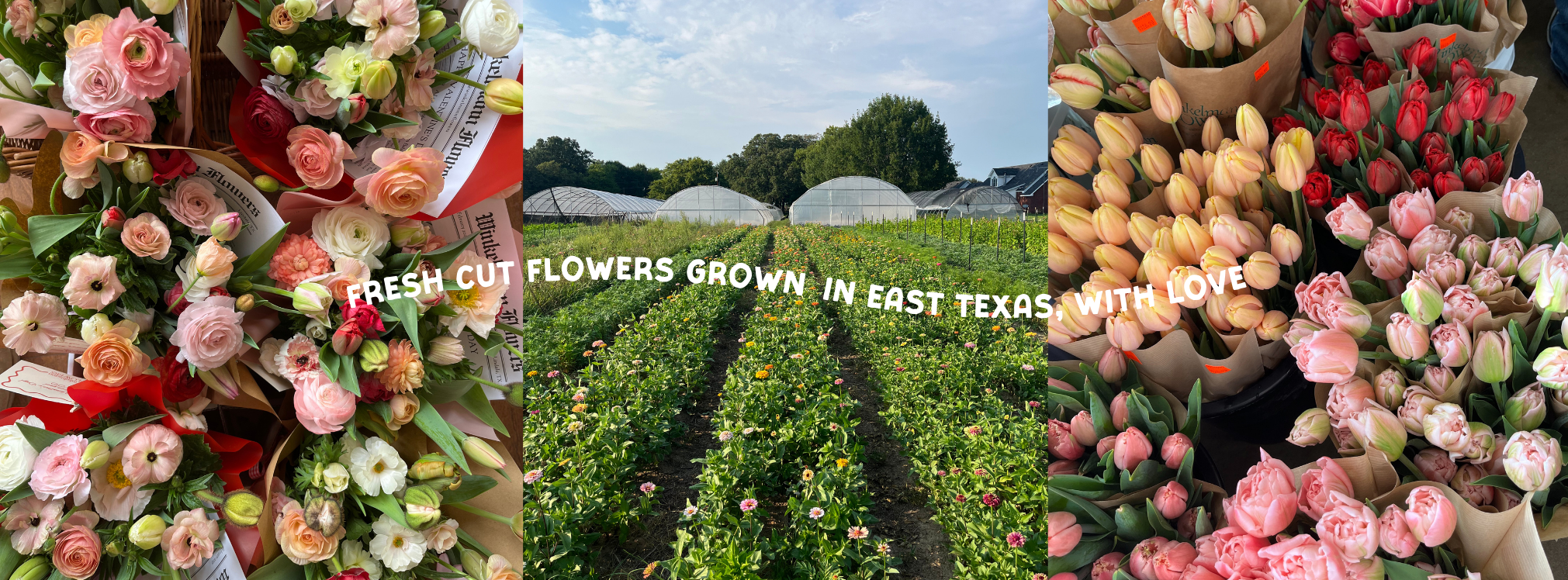 Winkelmann Flowers — Fresh Cut Flower Farm in East Texas