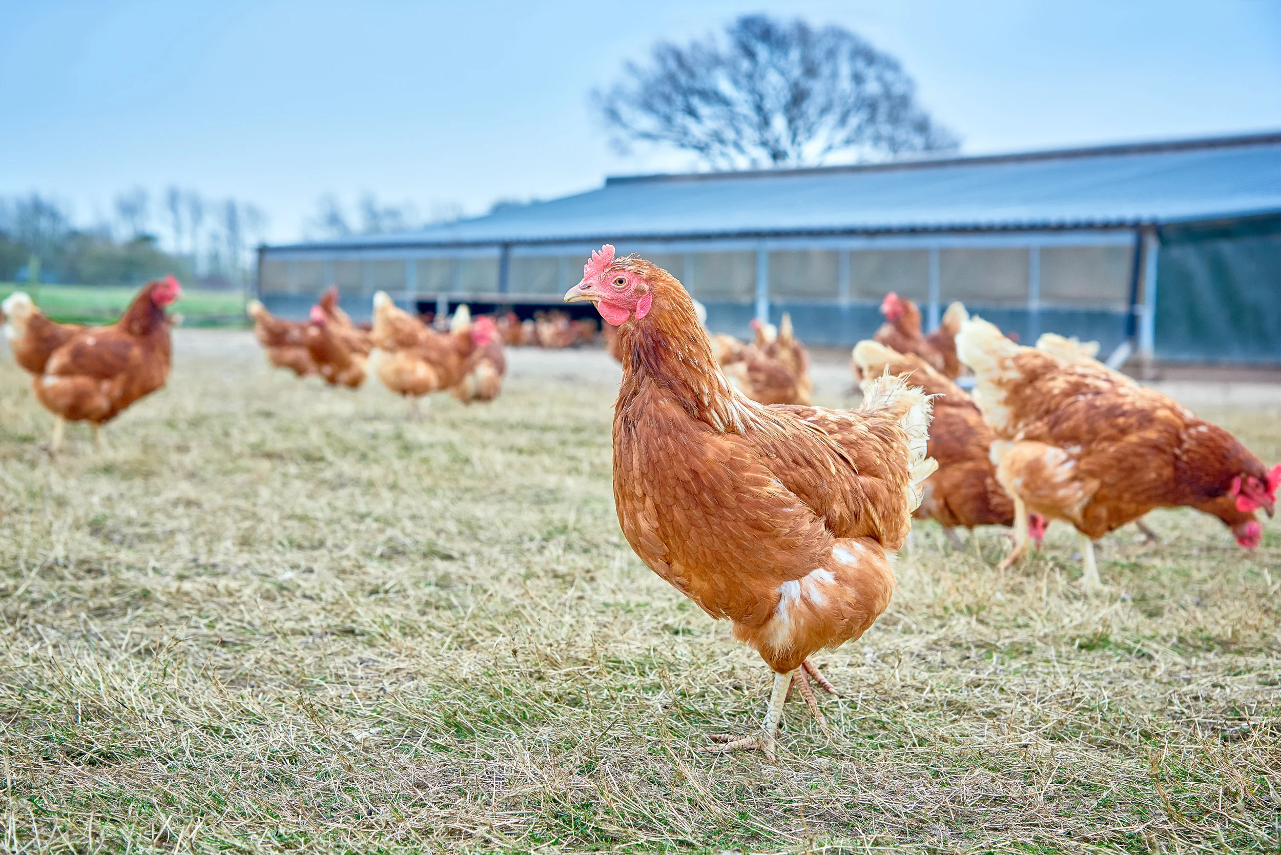 Rookery Farm Eggs — Rookery Farm