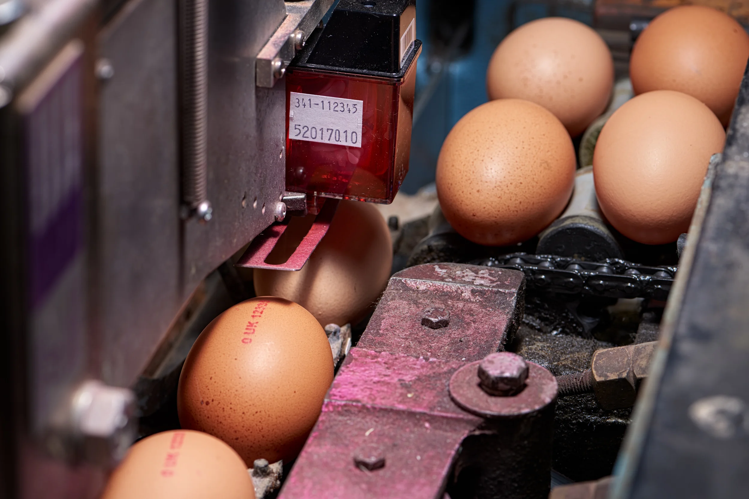 Rookery Farm Eggs — Rookery Farm