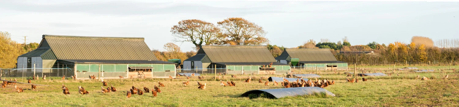 Rookery Farm Eggs — Rookery Farm
