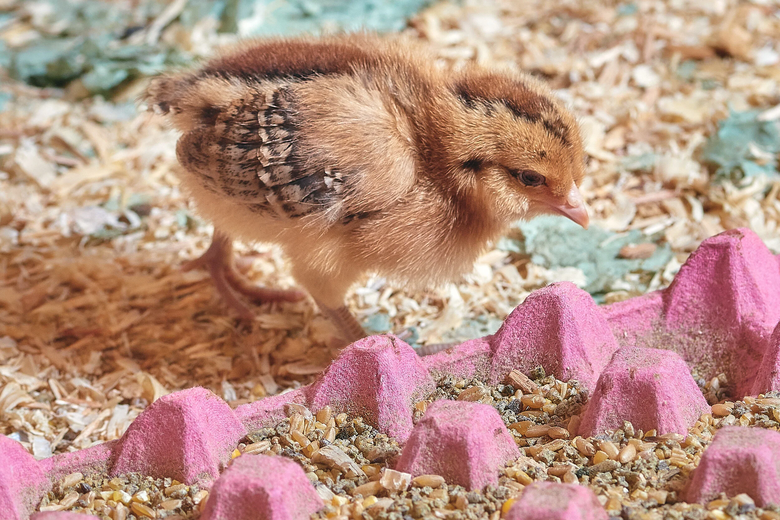 Reared here at Rookery - Traditional Breeds are making a comeback ...