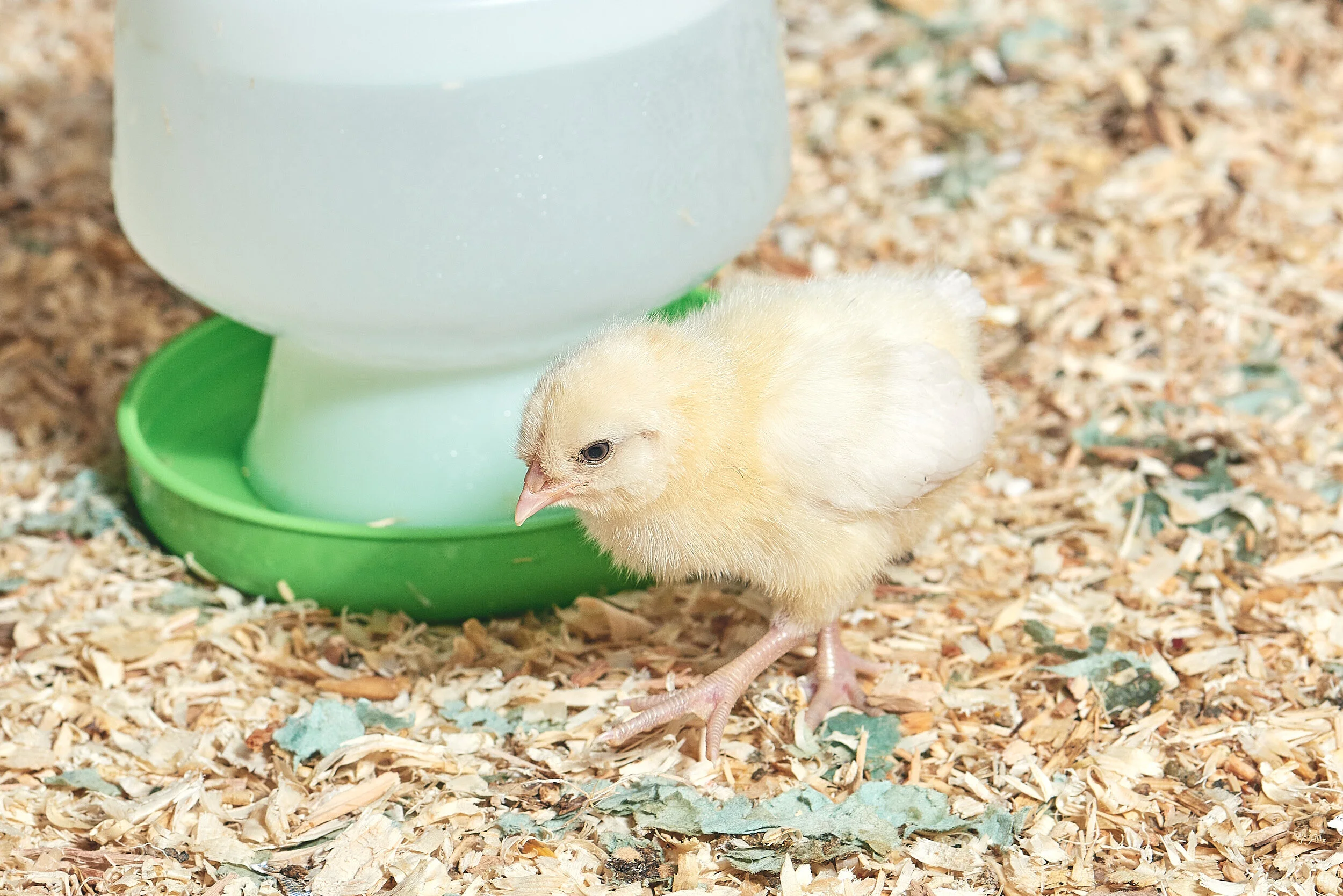 What's Going On — Rookery Farm