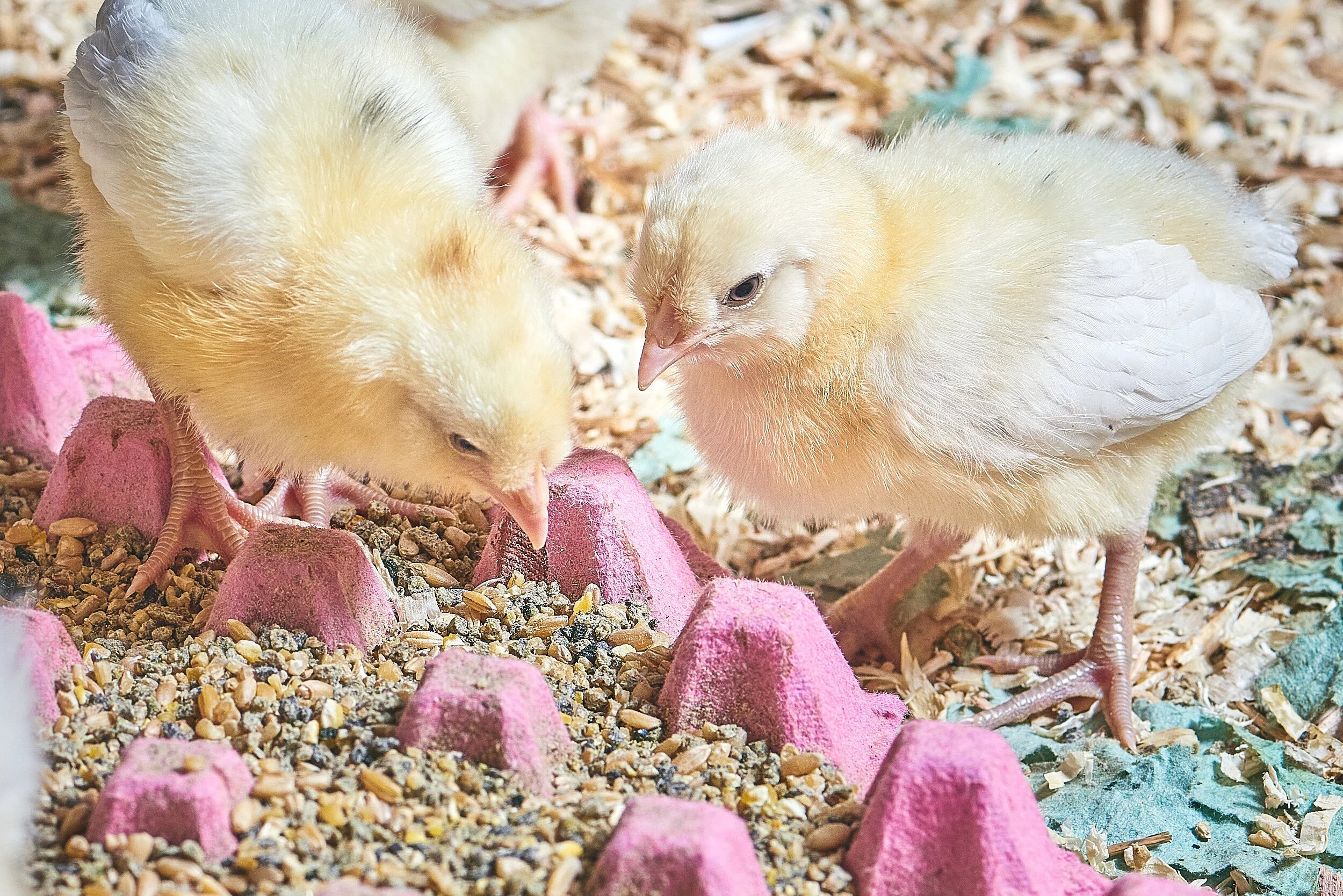 What's Going On — Rookery Farm